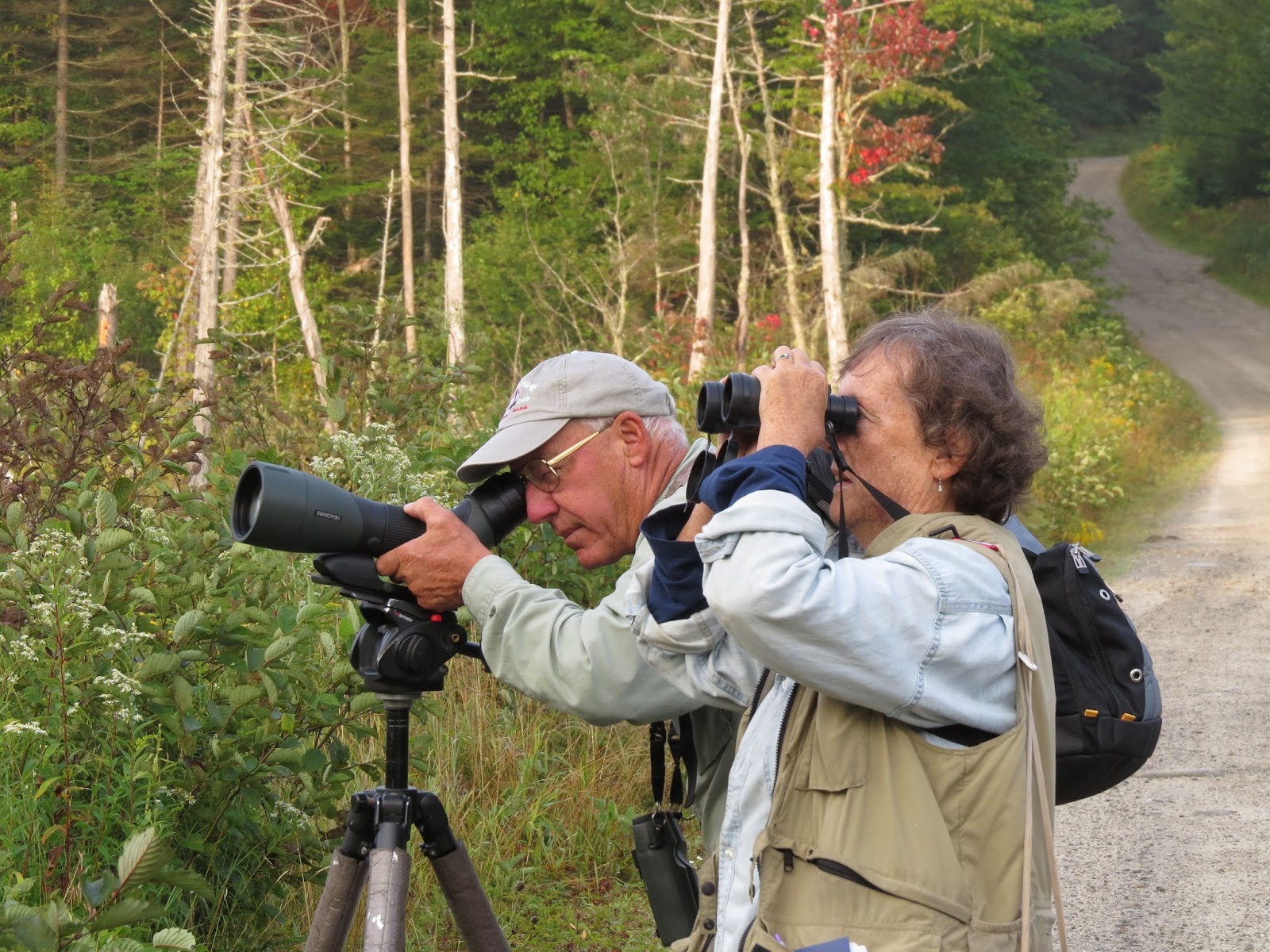 Vermont Birds and Words : Boreal Birds - NEK VT Moose Bog & Victory Basin