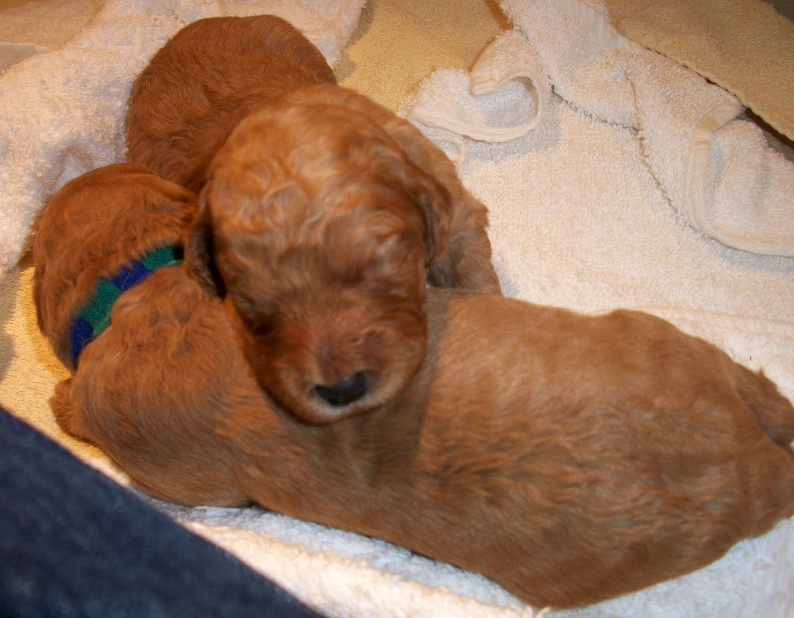 Labradoodle Puppies: Red Labradoodle Puppies, 2 weeks