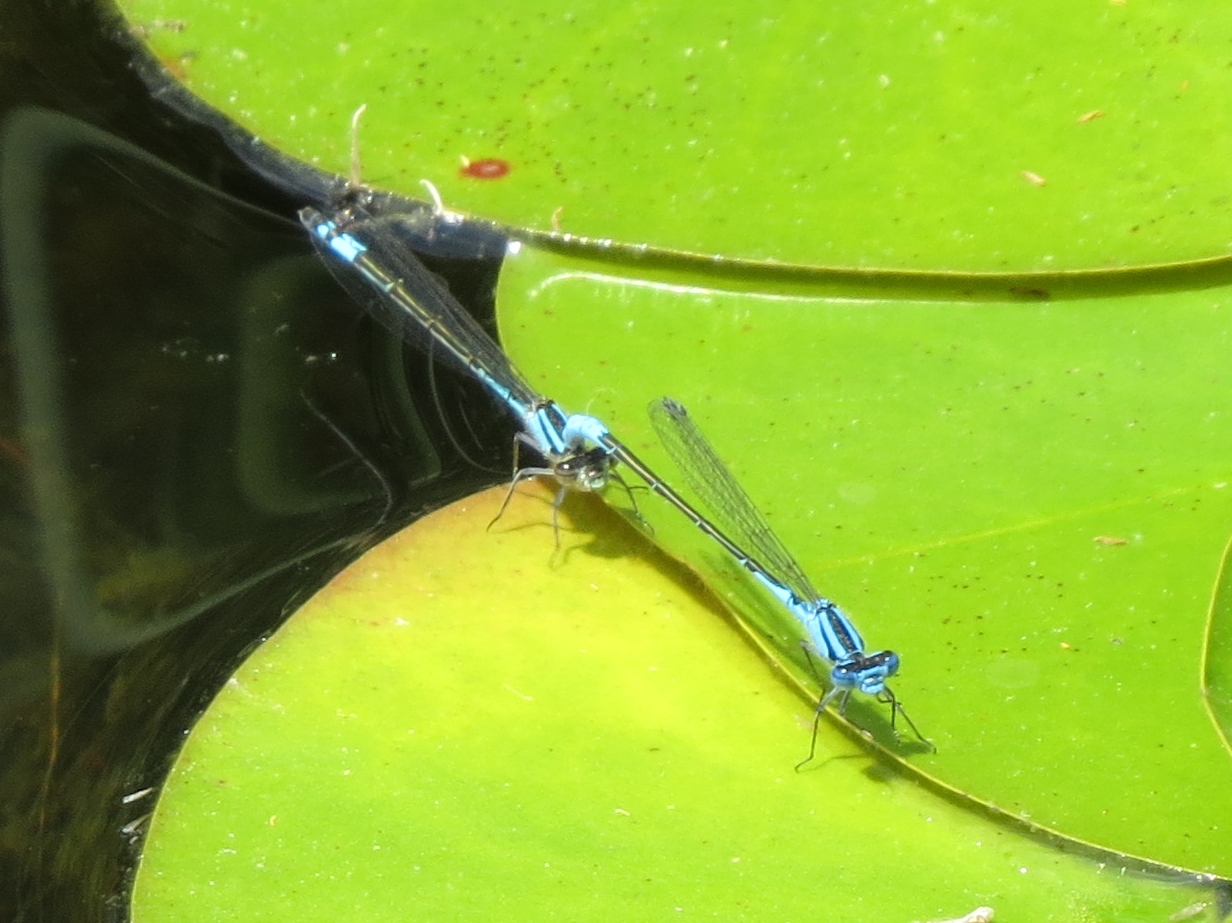 Blue Jay Barrens: Water Garden Predators