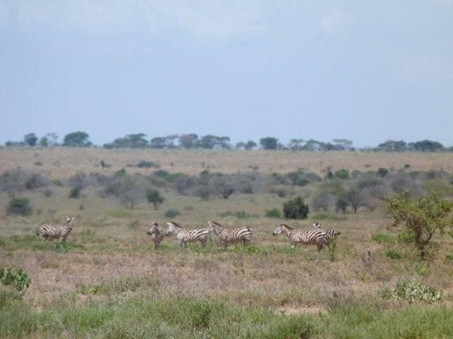 Vist to Simanjiro land easement - Tanzania - Safaritalk