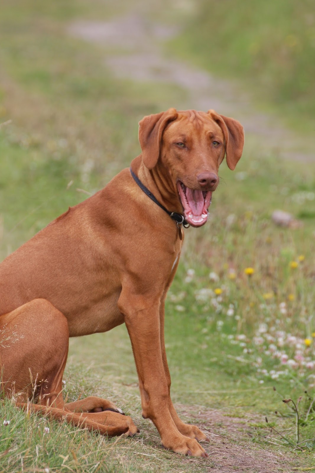 Hounds of the Highlands: Hounds of the Highlands - July 20th