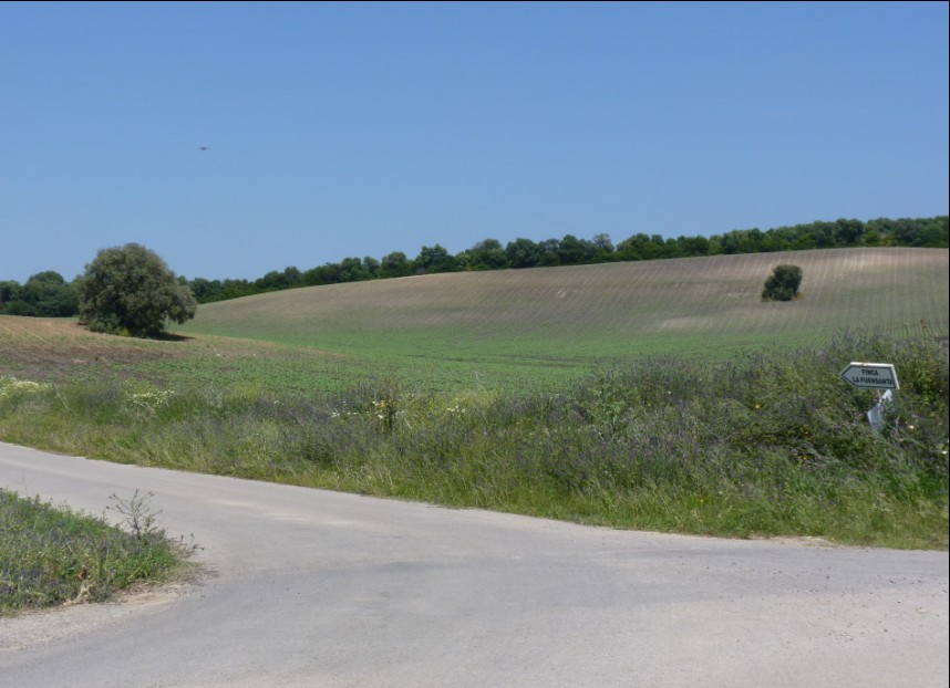 Ubrique en verde: Un hallazgo en el Día del Petaquero