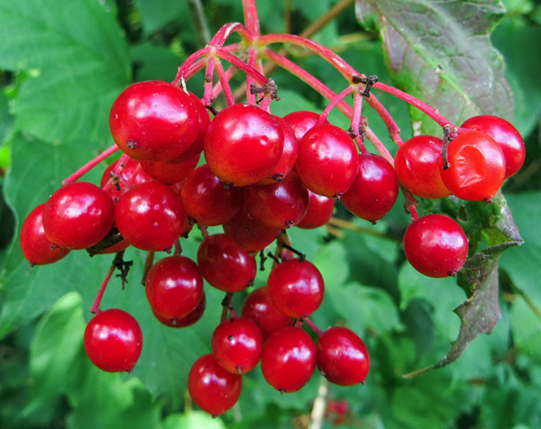 Les actualités du Monde de Lupa: Viburnum opulus (Viorne obier)