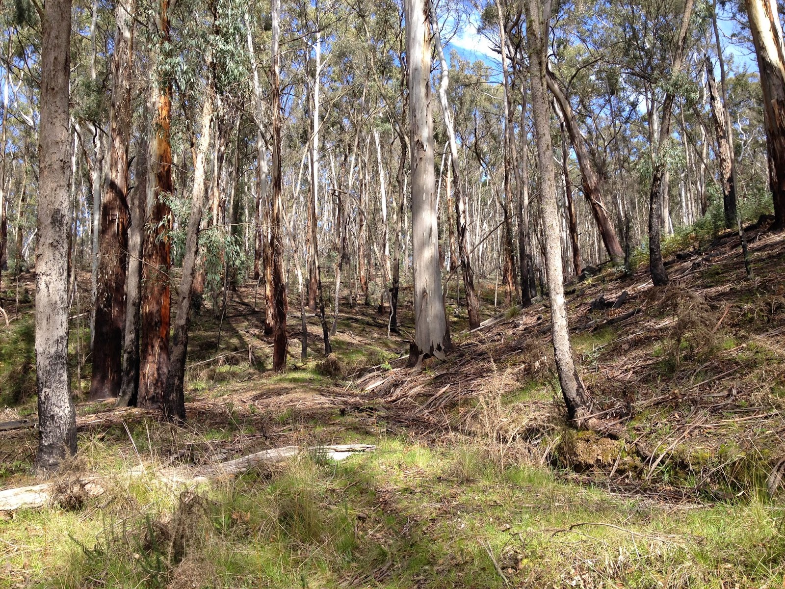 walkabouters club of victoria inc: The Three Lost Children's Walk ...