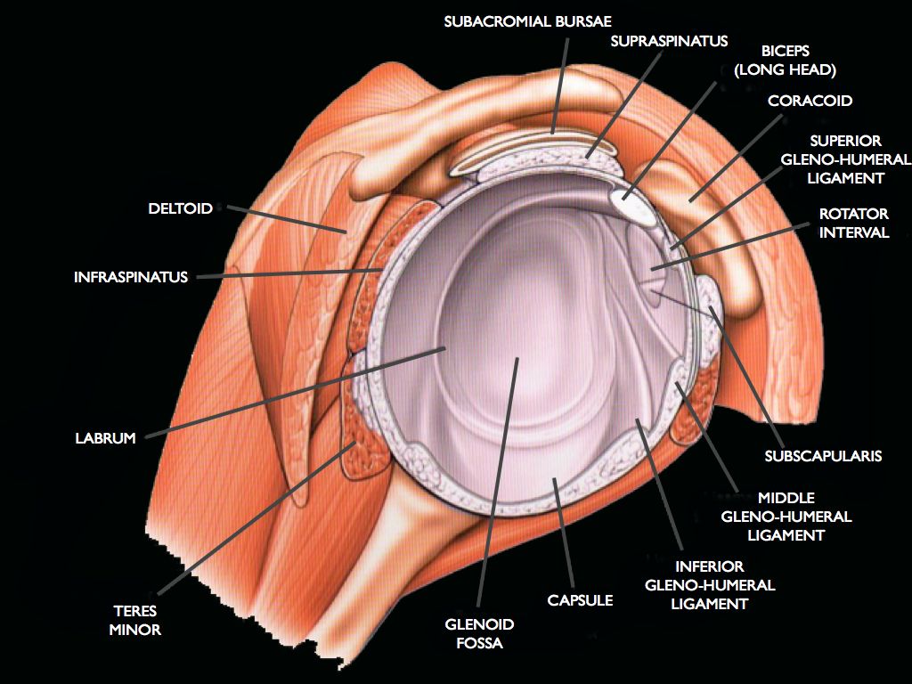 Camden Depot Science Of Baseball Johan Santana And Anterior Capsule camden-depot-science-of-baseball-johan-santana-and-anterior-capsule