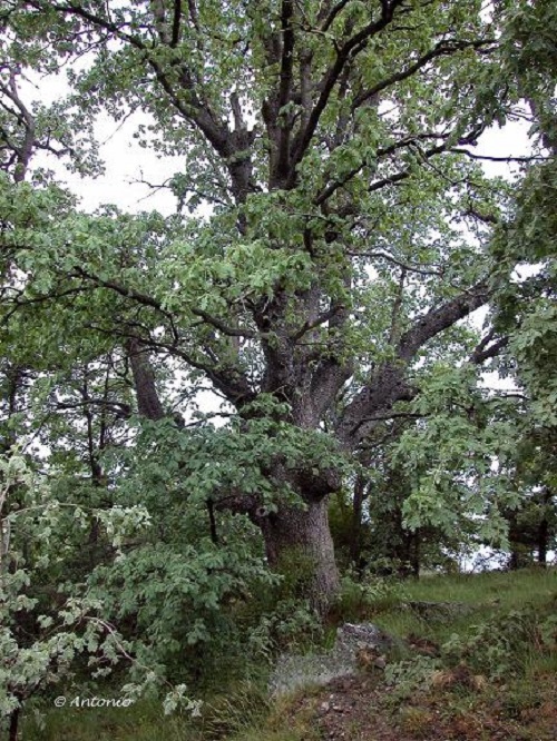 BIODIVERSIDAD COSTA GRANADINA Y...: Roble melojo (Quercus pyrenaica)