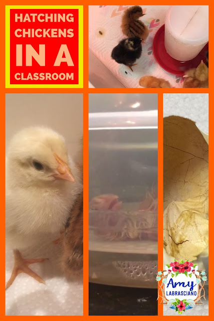Learning Lessons With Amy Labrasciano: Teaching About Chickens In The ...