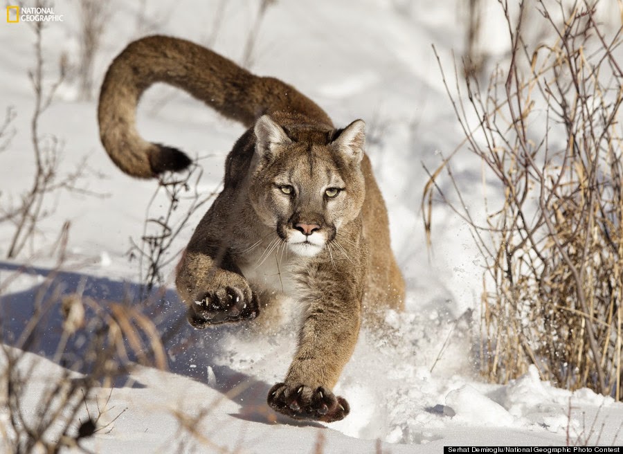 White Wolf : 10 Stunning Wildlife Photos From The National Geographic ...