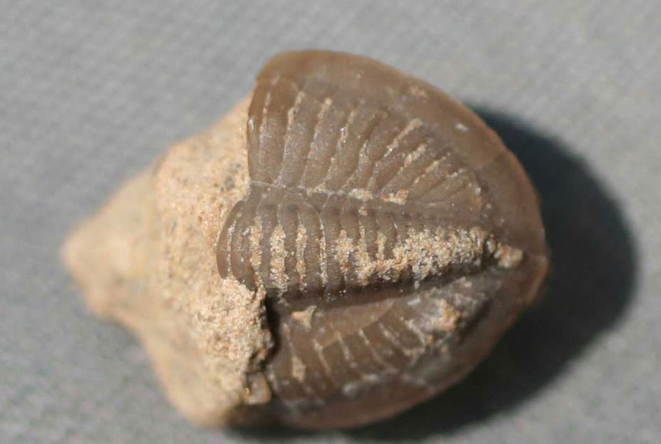 Louisville Fossils and Beyond: Griffithides? Trilobite Pygidium