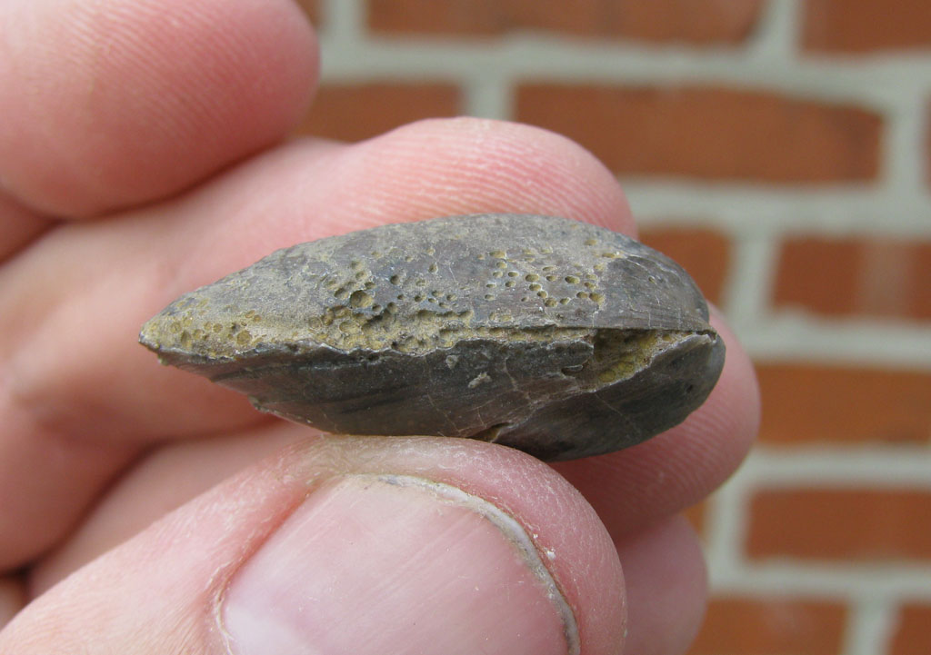 Views of the Mahantango: Modiolus bipartus from Segenthal, Germany