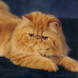 Vaša mačka: Persijska mačka