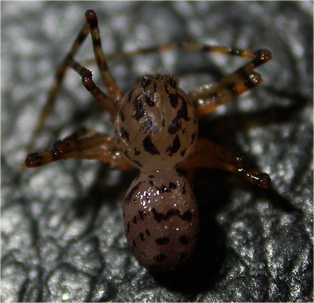 Arachnerds: Spitting Spider - Scytodes thoracica