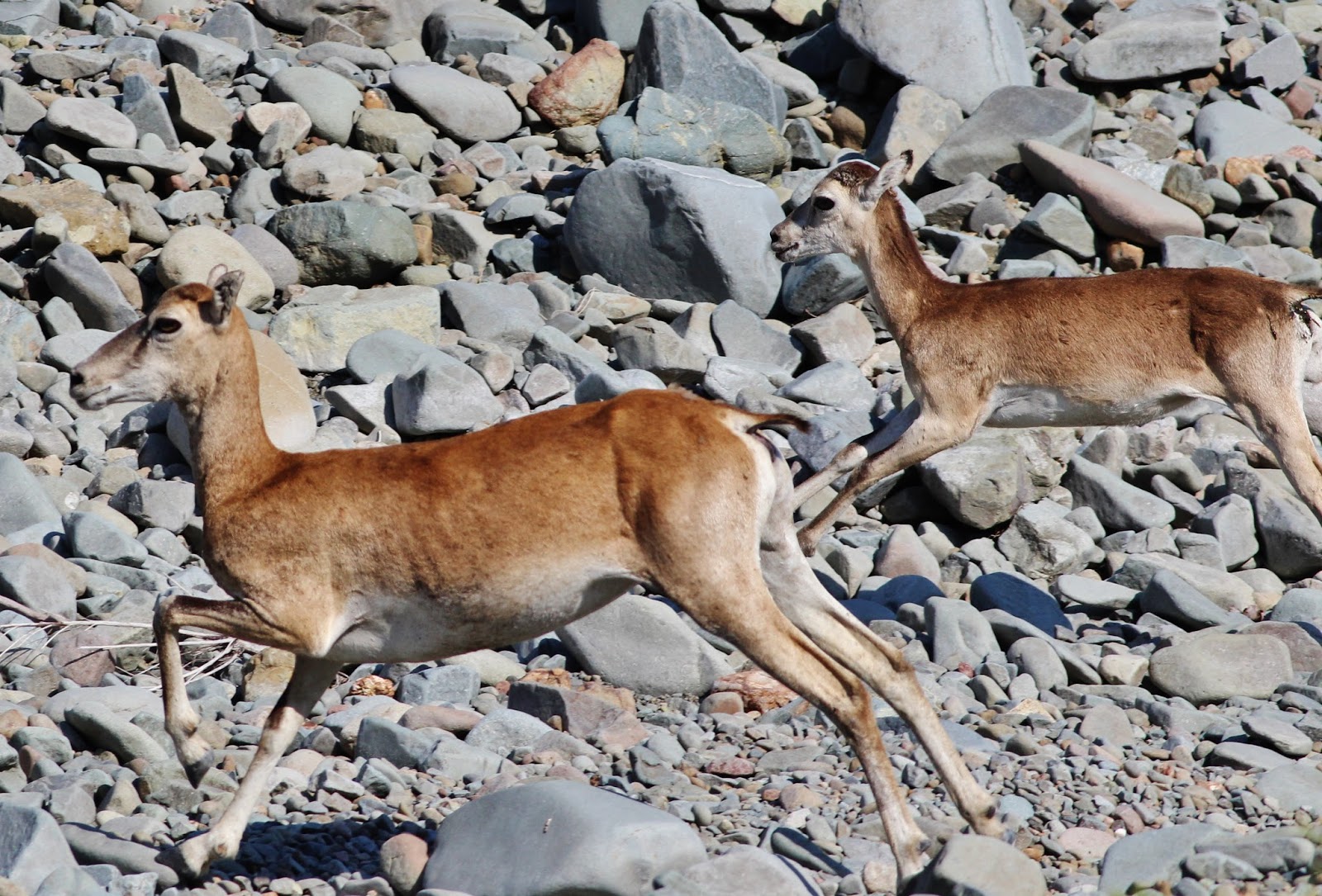 Mammals of Cyprus - Τα θηλαστικά της Κύπρου by George Konstantinou ...