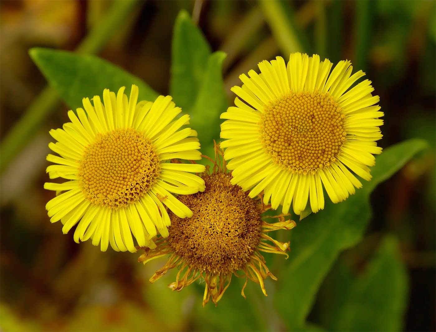 Scottish Wildlife Blog