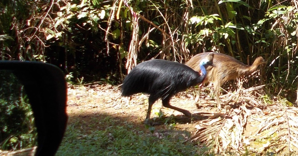 Daintree Wildlife: Cassowary sighting