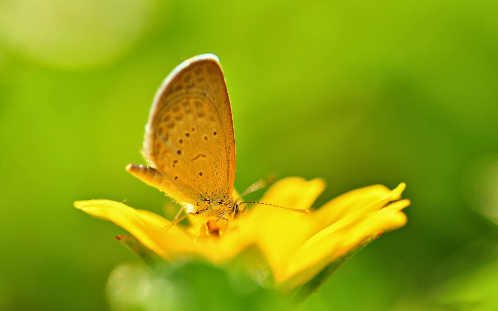 All new wallpaper : Yellow butterfly wallpaper