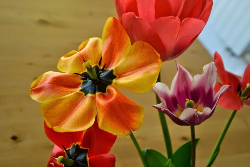 zase ta Lucie!: Tuli tuli