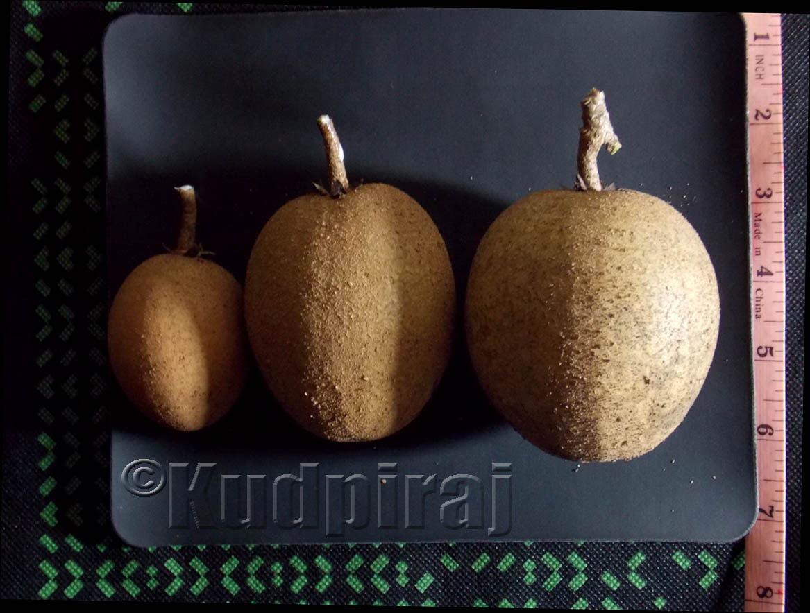 Kudpiraj's Garam Tawa: Seasonal Fruits from Private Lands