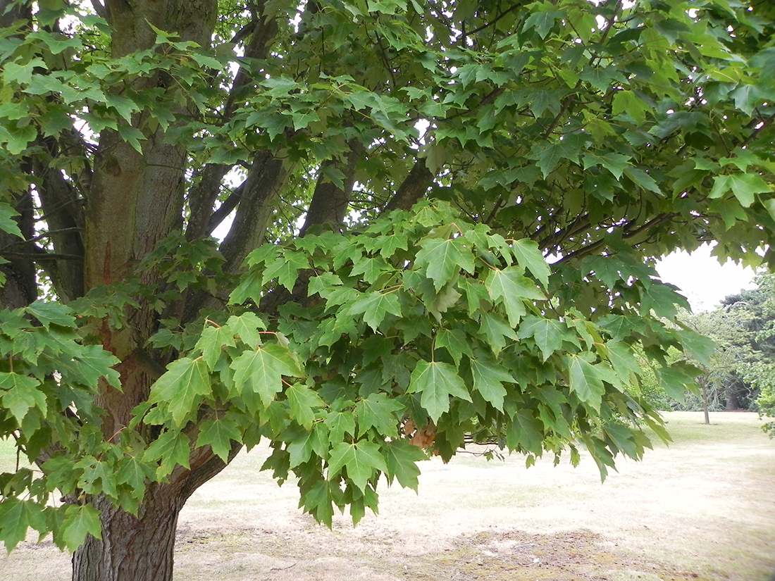 Á R B O L E S (T R E E S) y P A L M E R A S (P A L M S): Acer rubrum L ...