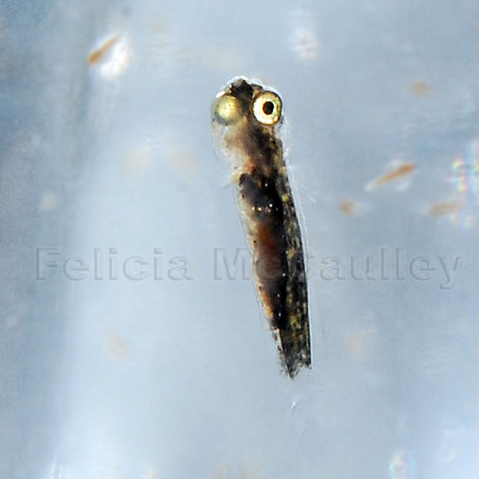 aquarium adventures: We are Not Plecos! Breeding Stippled Clingfish in ...