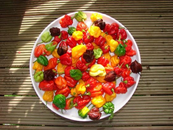 piment antillais ou le piment habanero (Capsicum chinense Jacq.)