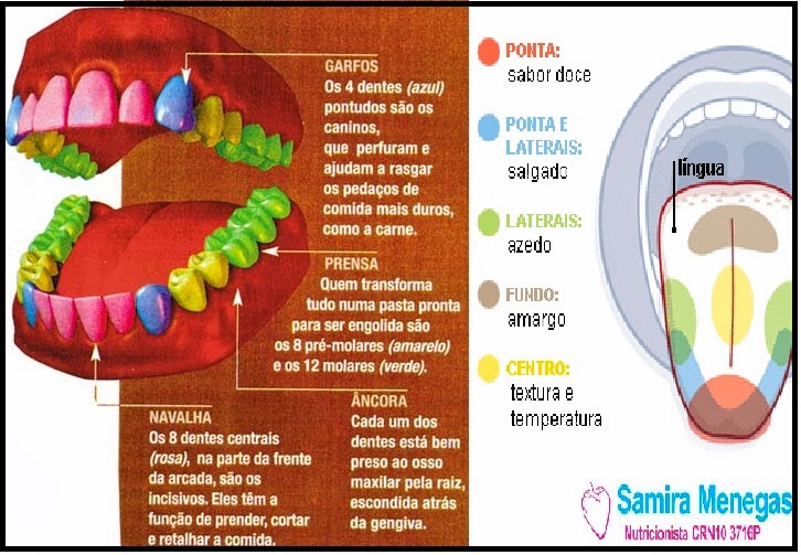 Samira Menegas : Você sabe por que é importante mastigar os alimentos?