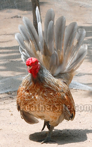 BReeder: Fantailed Chickens