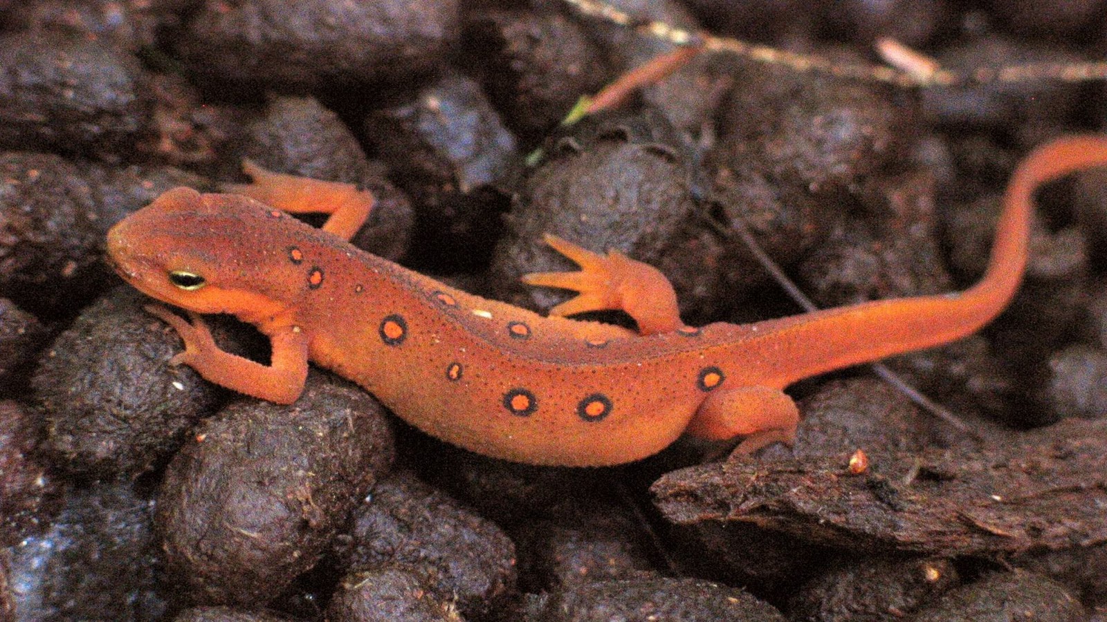 Anfibios wallpaper - Imagui