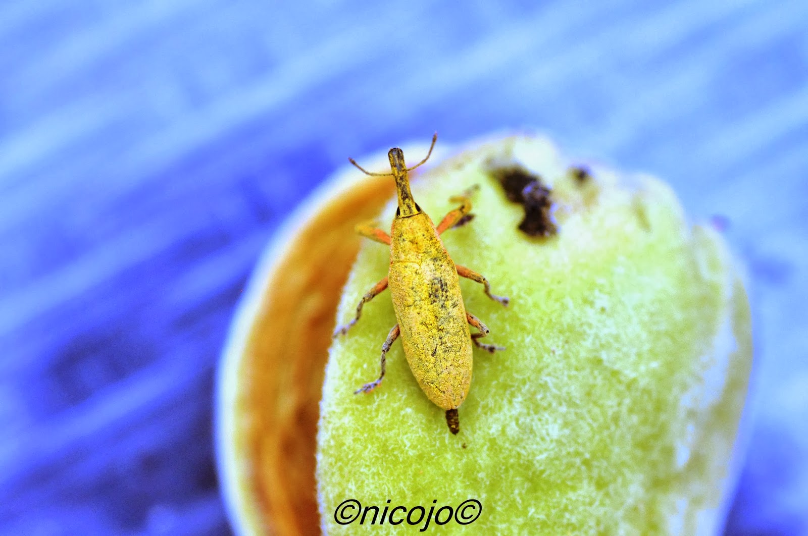 Foto's en korte verhalen uit Spanje: Bijzondere insecten uit Spanje.