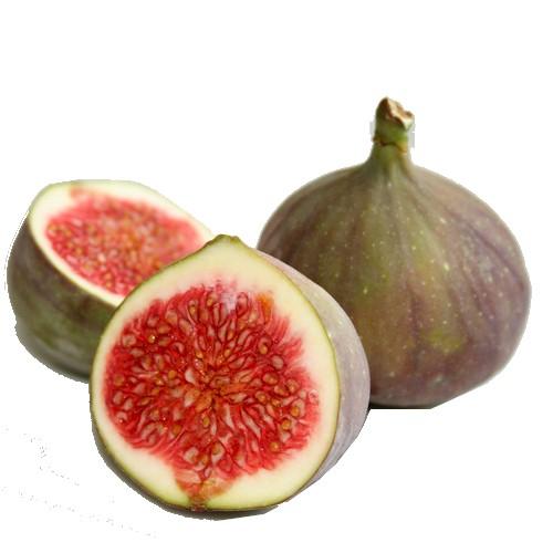 DIÁRIO COM A NATUREZA: 15 DE JUNHO - FIGUEIRA - FIGO - FRUTA - FLOR ...