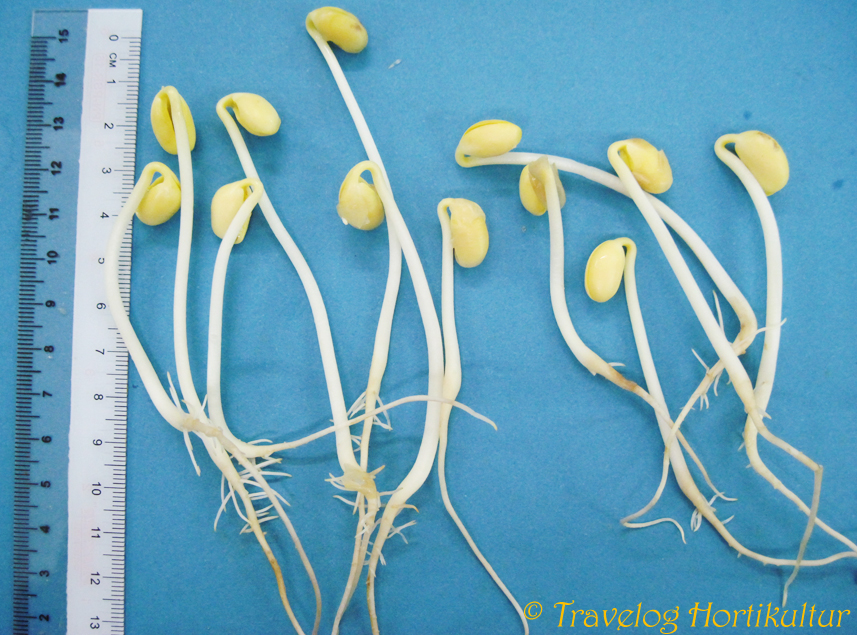 Cara Buat Tauge Kasar - Travelog Hort