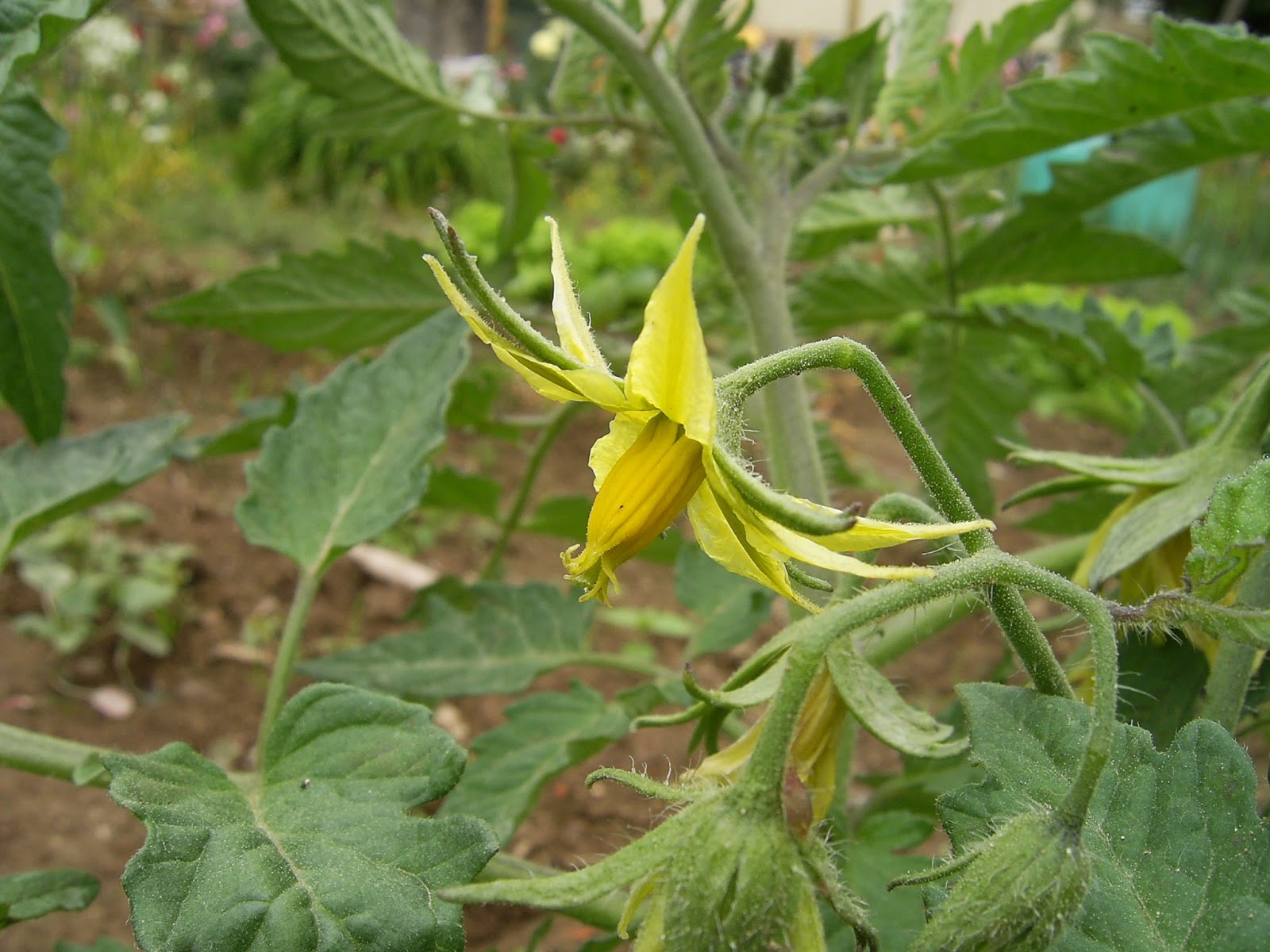 A flor do tomateiro | A Horta e a Cidade