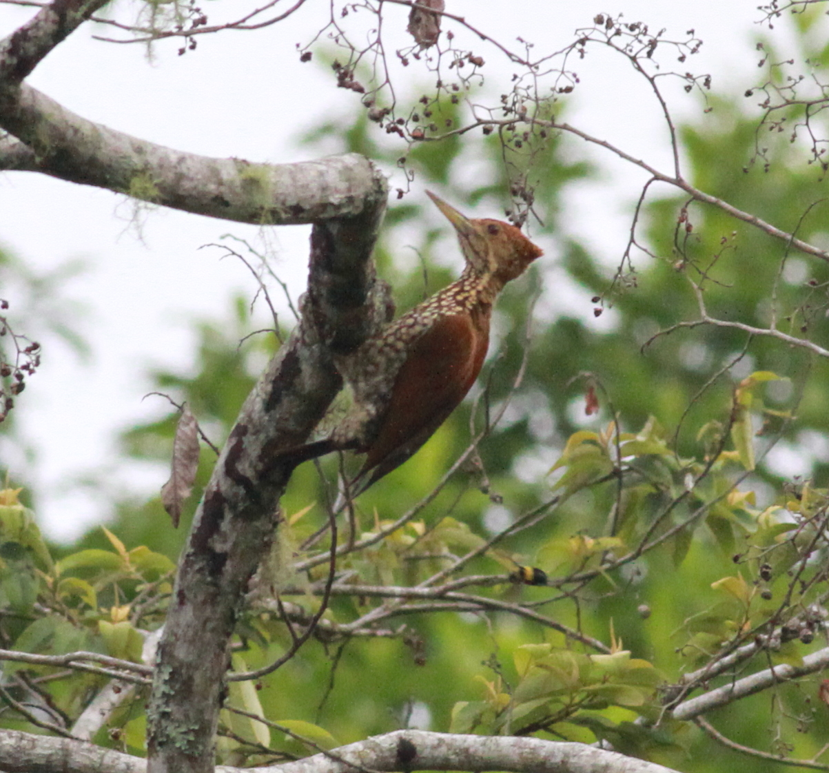 A Birder in The Philippines: Flamebacks of The Philippines
