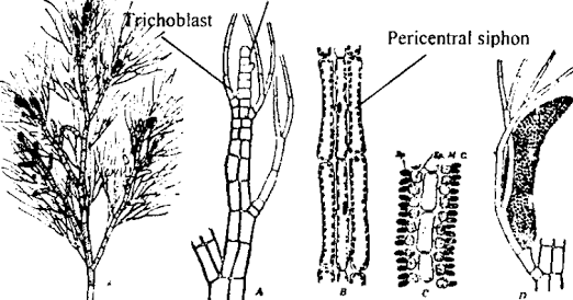 Department of Botany, Girraj Govt. College: Polysiphonia