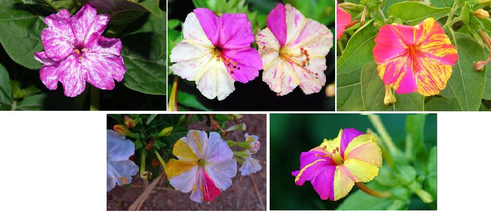 PLE BioGeo UD: l´ herència genètica: L'herència intermèdia i la ...