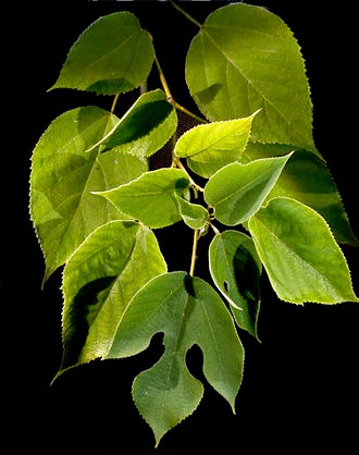 Permaculture Research PH: I Need Lapnis for My Goats!