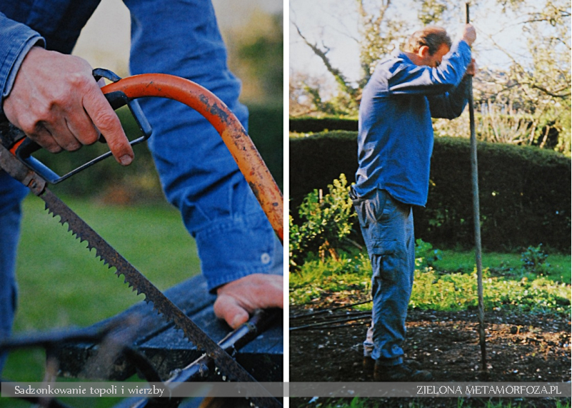 TOPOLA - DRZEWO BEZ PRZYSZŁOŚCI? JAK ZROBIĆ SADZONKI TOPOLI. | ZIELONA ...