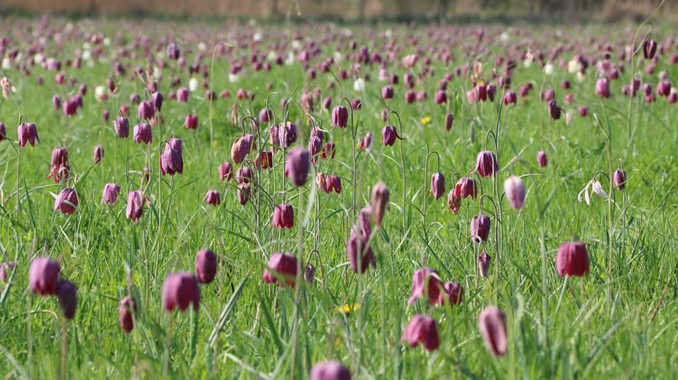 The History Girls: A wander through the history of Iffley Village