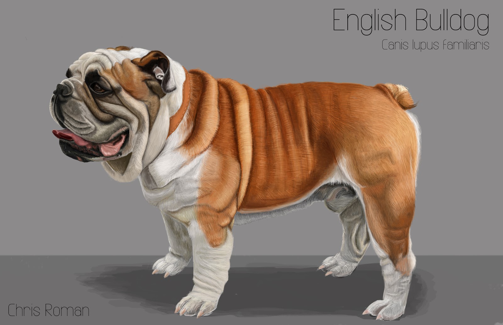 Chris Roman: English Bulldog Anatomy Study