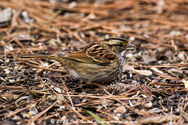 Classical Photography: Puffy birds