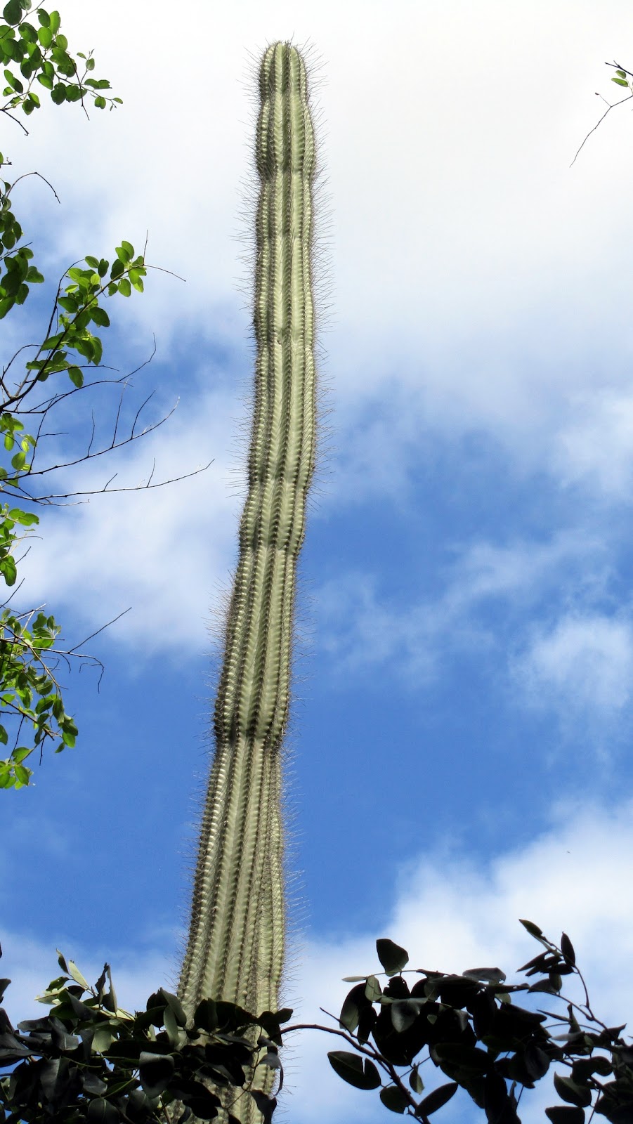 Hiking Curaçao - Flora and Fauna: Cacti of Curaçao