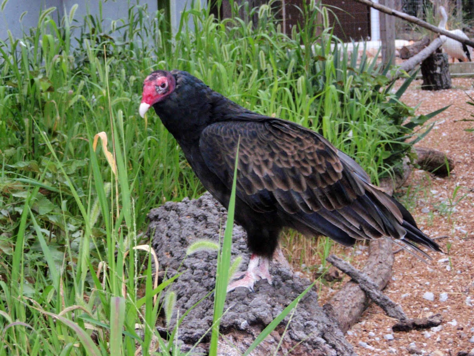 World Bird Sanctuary: Eeew...Vultures Are Gross!