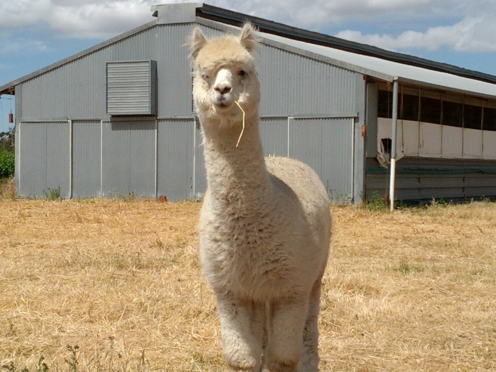 The Travelling Lindfields: Cycling The Barossa Trail in Sth Australia