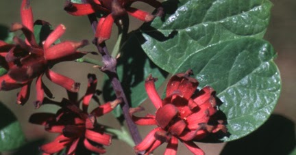 The Plant Hunter: A Red, Dwarf, Reblooming, Fragrant Magnolia