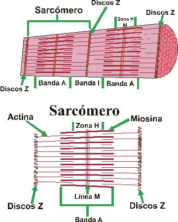 Fisiología: Unidad III: Fisiología muscular