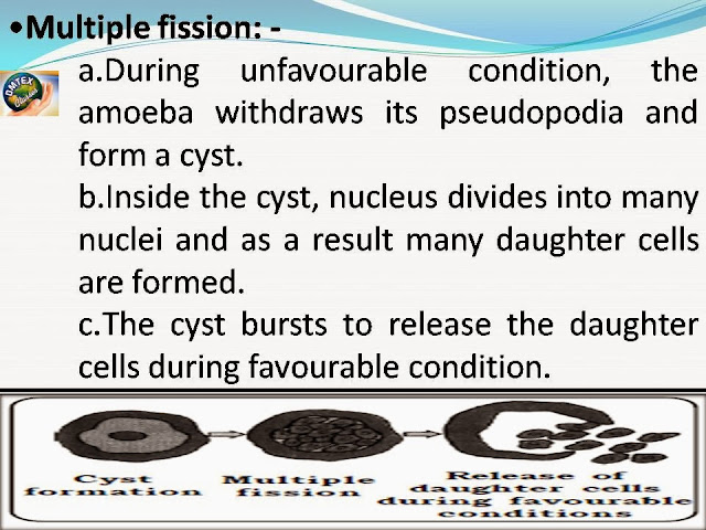 OMTEX CLASSES: Multiple fission