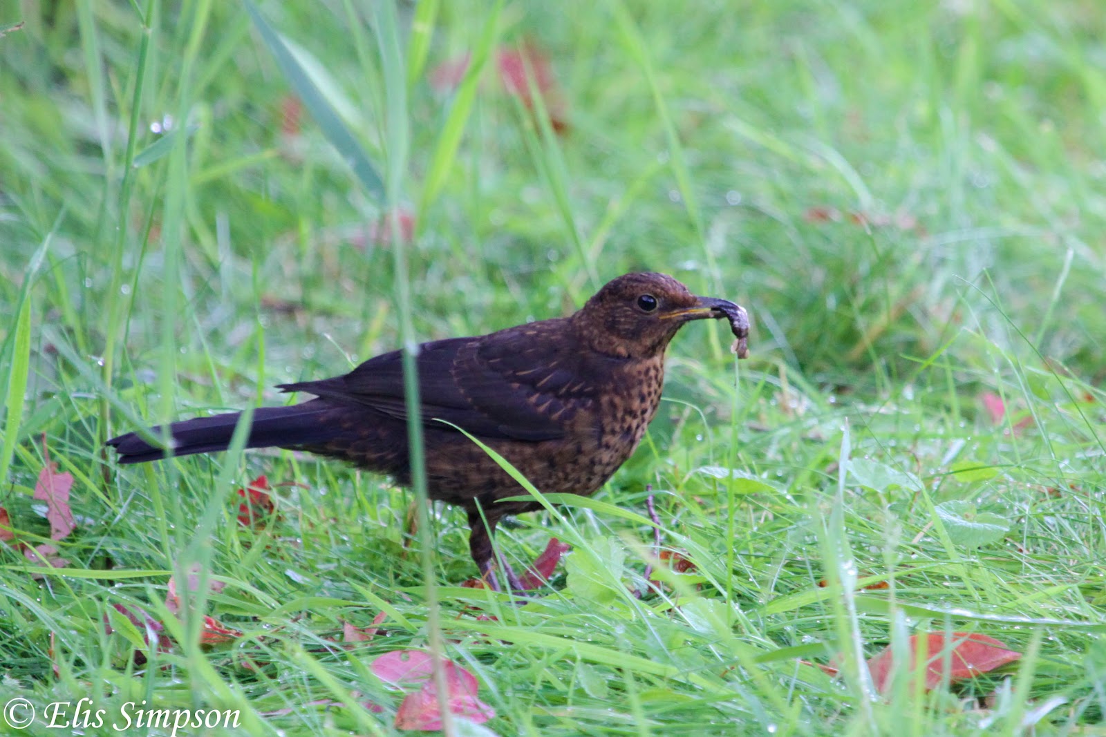 Rick Simpson Birding: Long-billed Dowitcher - Slimbridge