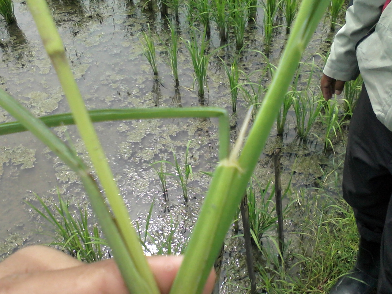 BLOG.pasaRpetani.com: Membedakan Tanaman Padi dan Rumput