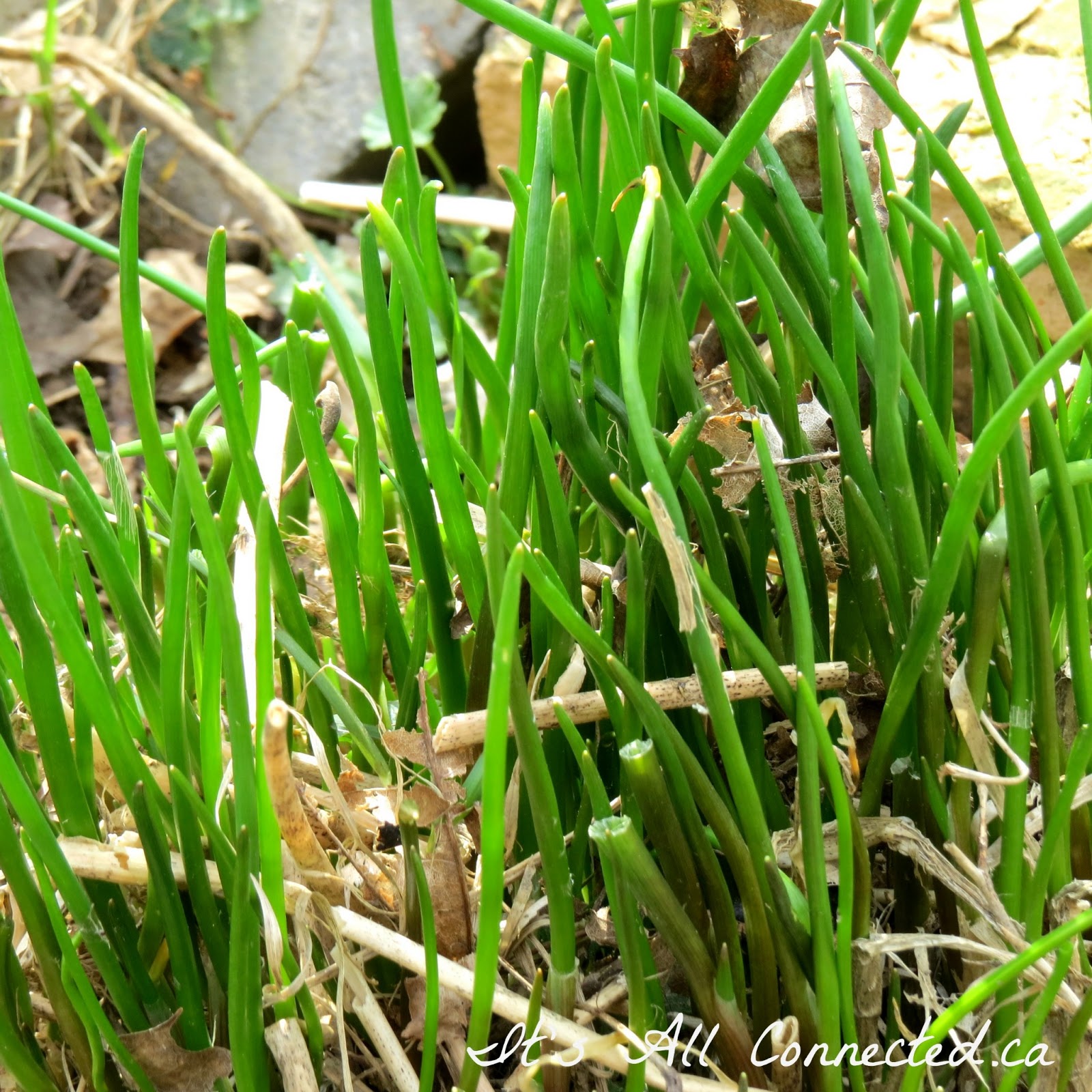 It's All Connected: Has Spring Finally Arrived?