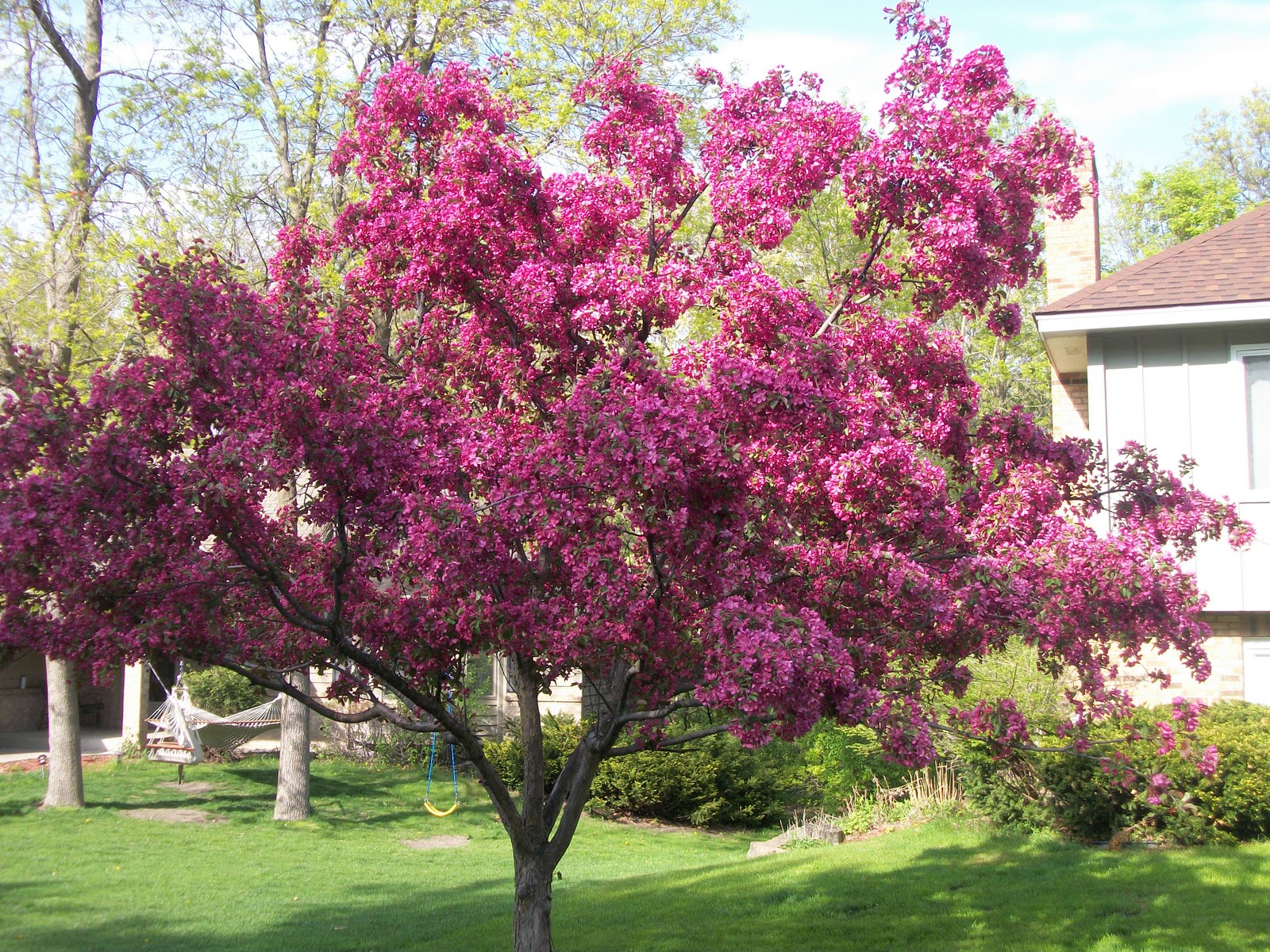 Twin-Cess Diaries...: Wordless Wednesday-Crepe Myrtle Tree
